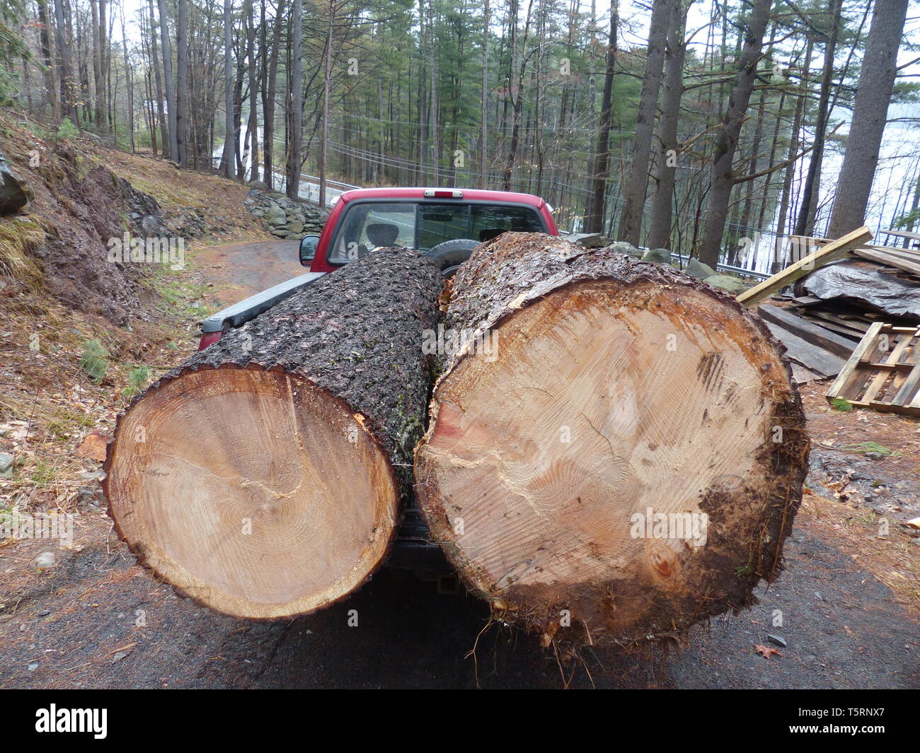 150 year old pine tree, cut into logs and loaded to a pick up truck ...