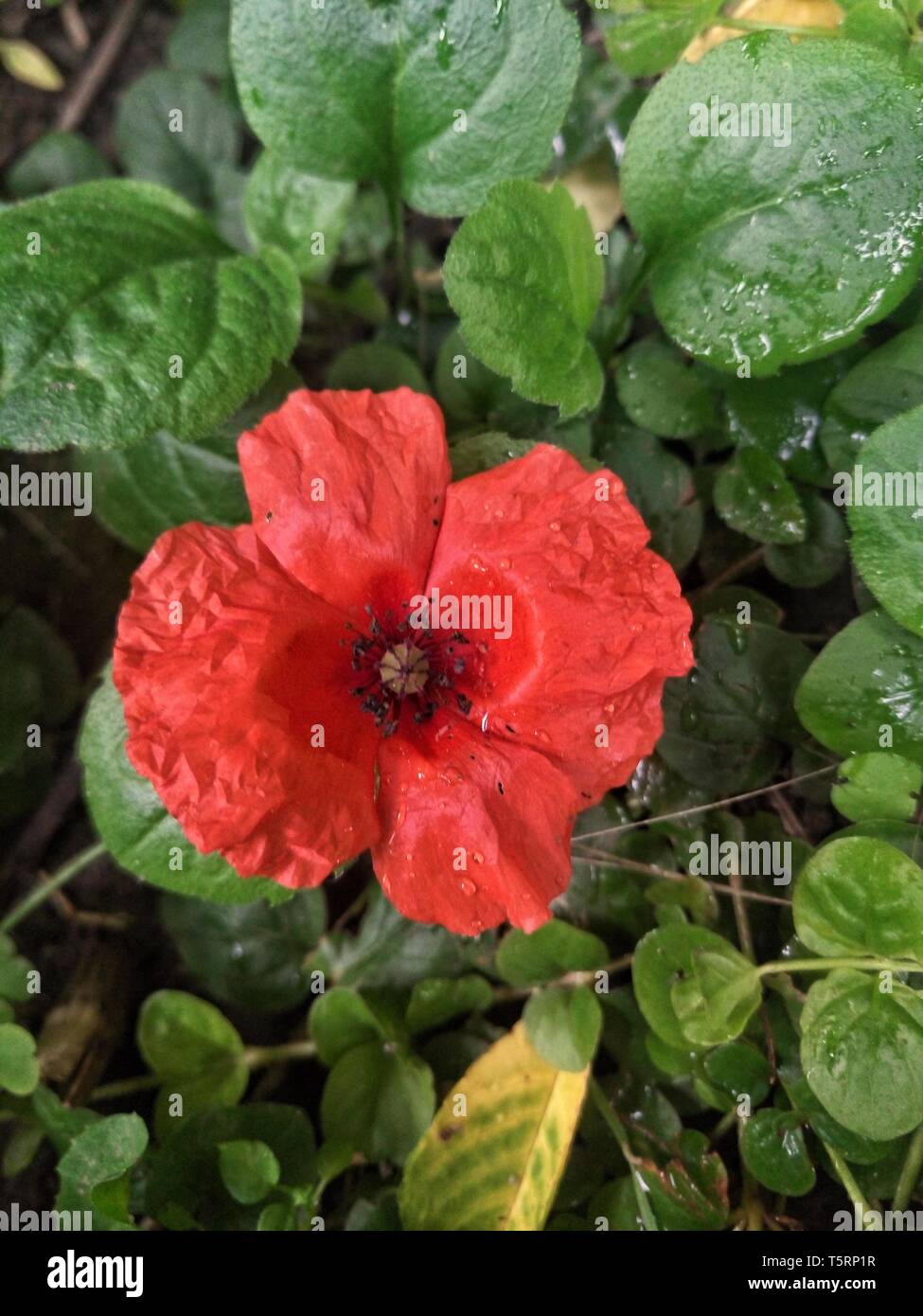 Tea sing hi-res stock photography and images - Alamy