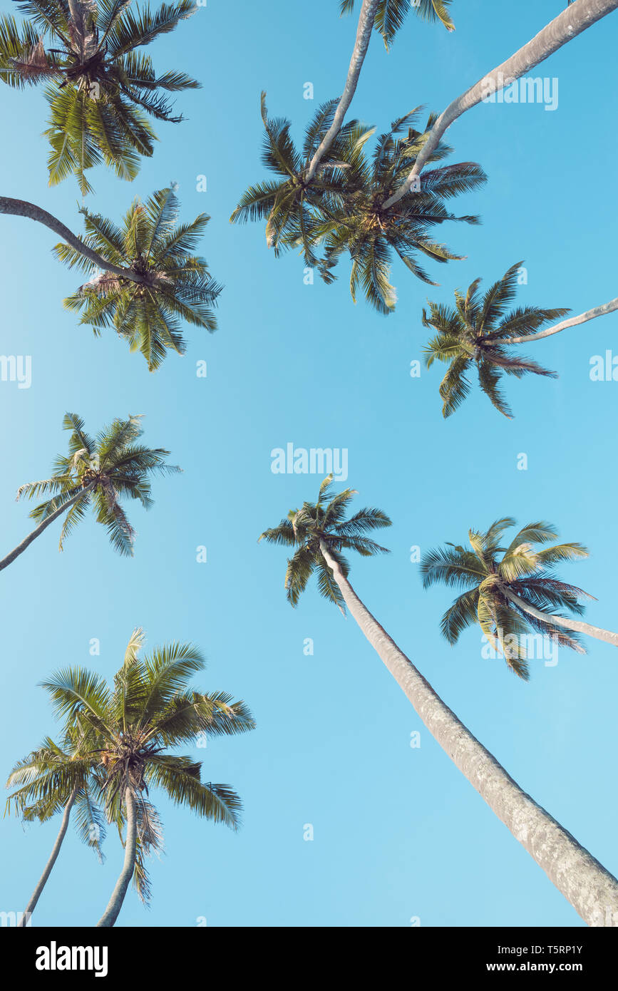 Palm tree view from ground hi-res stock photography and images - Alamy