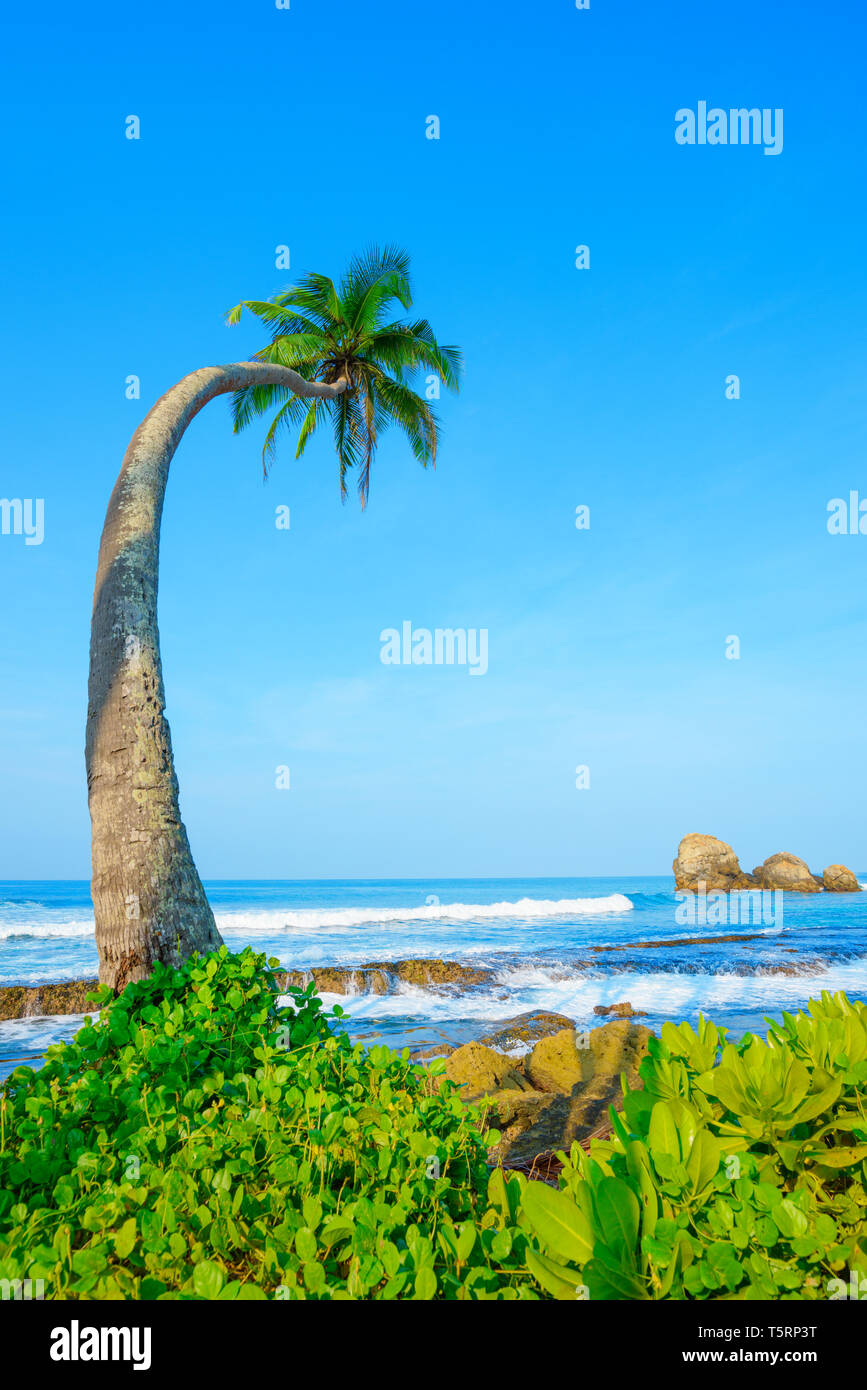 Tree over water coast hi-res stock photography and images - Alamy