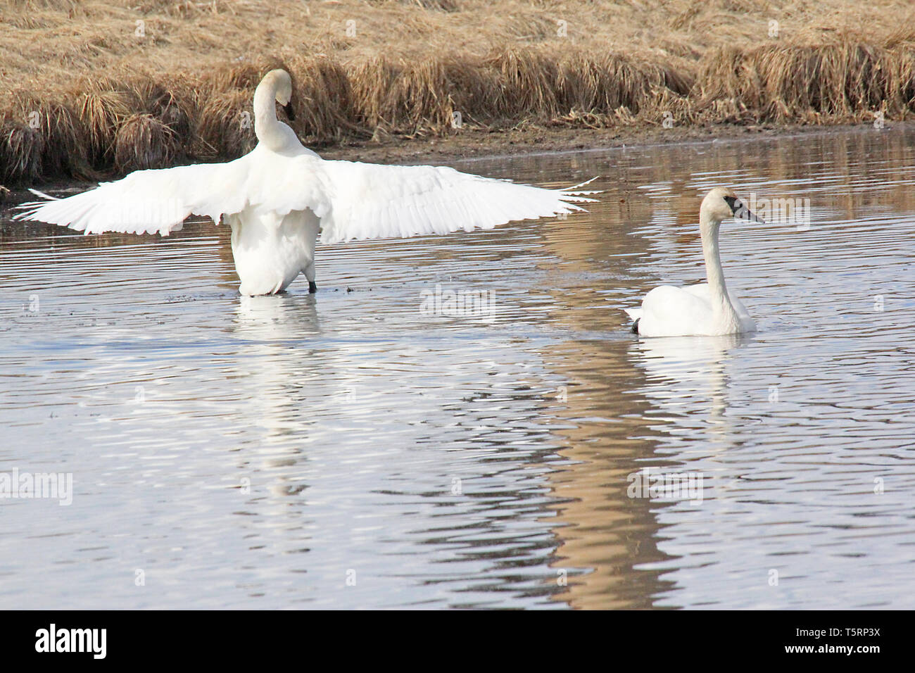 Trumpeter Swans (Cygnus buccinato) return to the Grande Prairie region ...