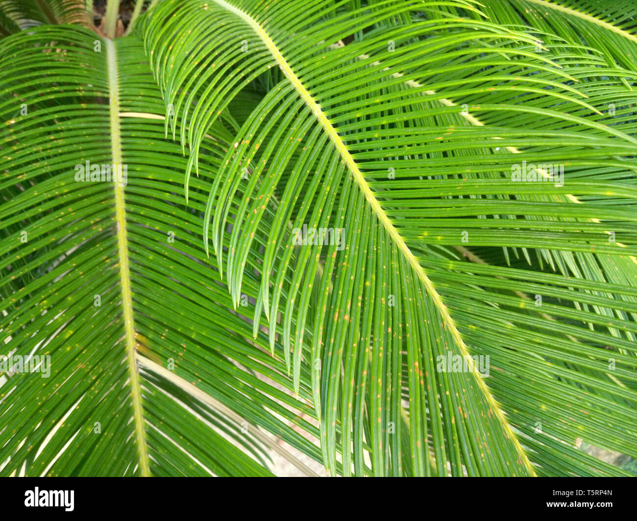 Palm Leaves Green Backdrop. Closeup Palm Tree Background for Vacation ...