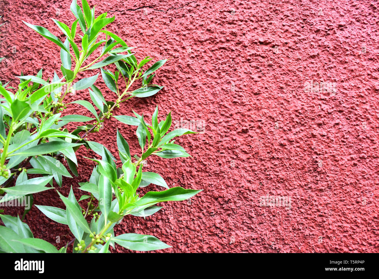 plant with green leaves lying down on a red background with copy space ...