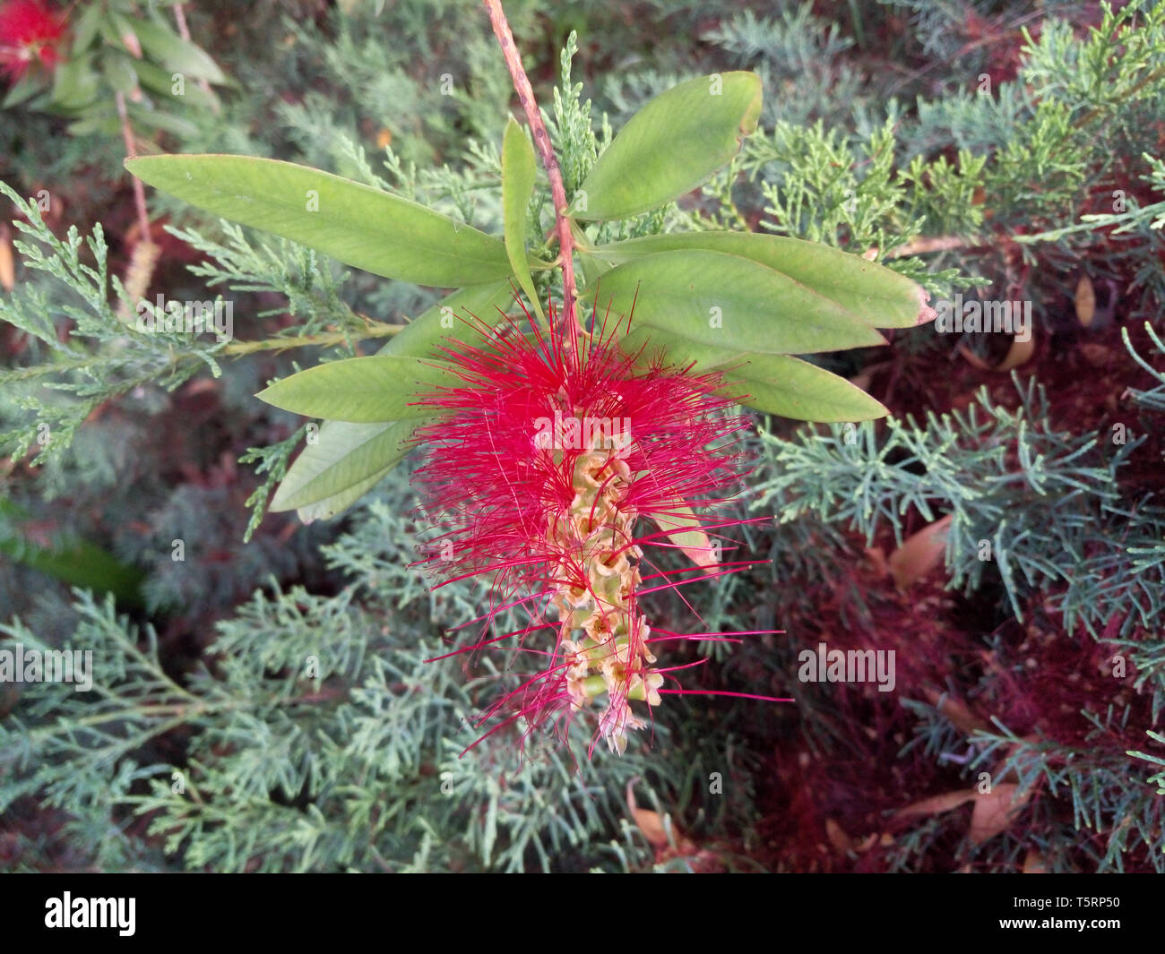 Bush with crimson callistemon or red bottlebrush on stem. Petal of ...
