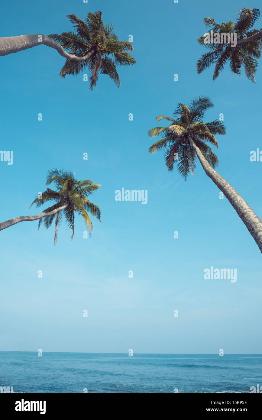 Palm trees hanging over hi-res stock photography and images - Alamy