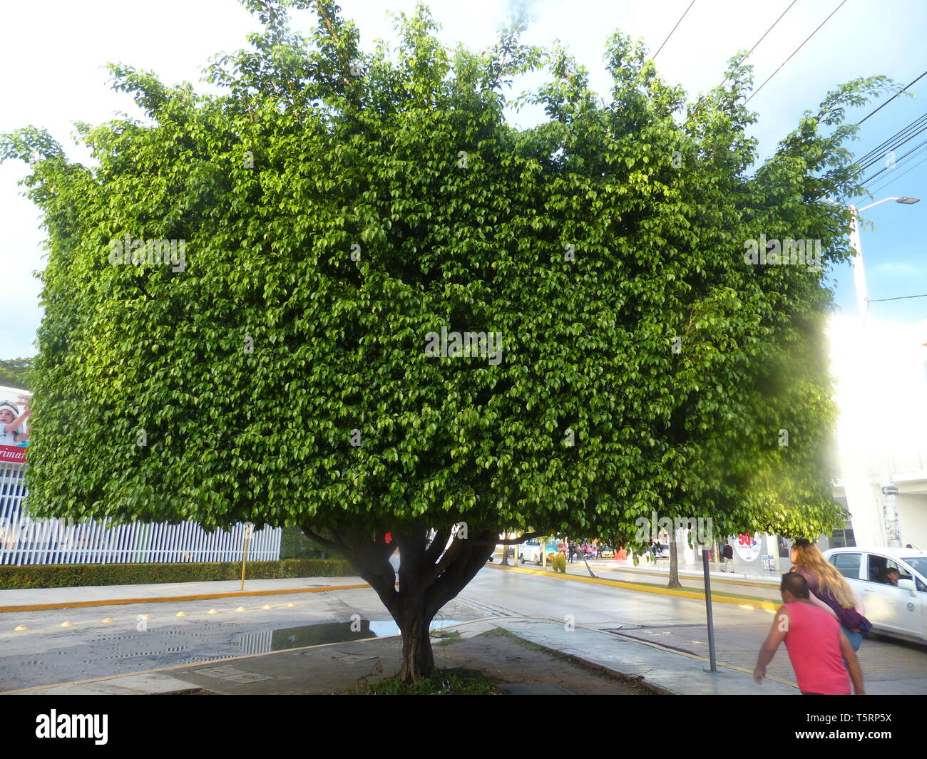 Trimmed tree blocking part of the sidewalk at Playa del Carmen, Mexico ...