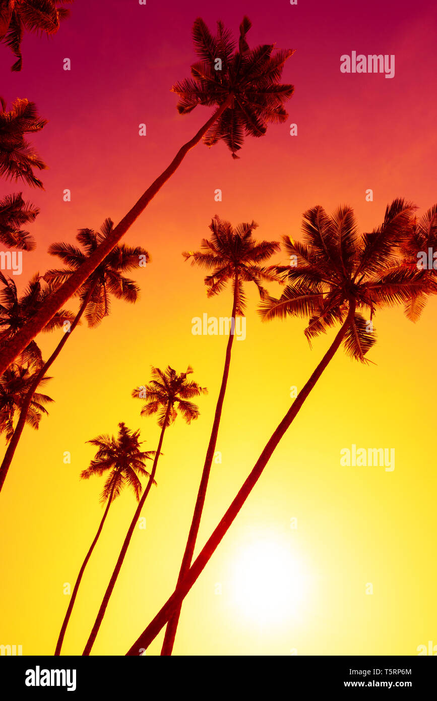 Tall palm trees sunset hi-res stock photography and images - Alamy