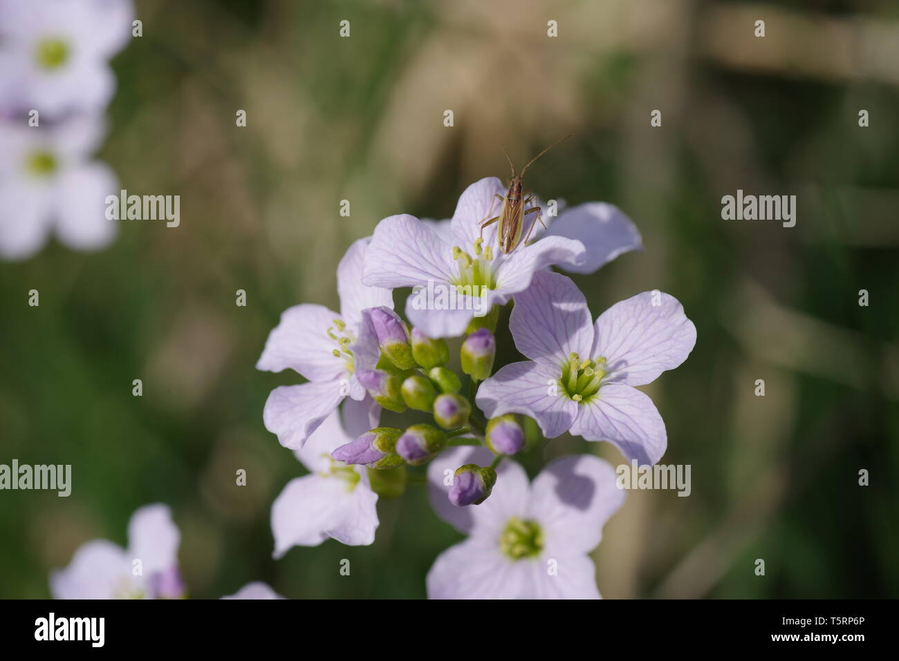 Cardamine Pratensis, Cuckoo Flower, Lady's Smock Stock Photo - Alamy