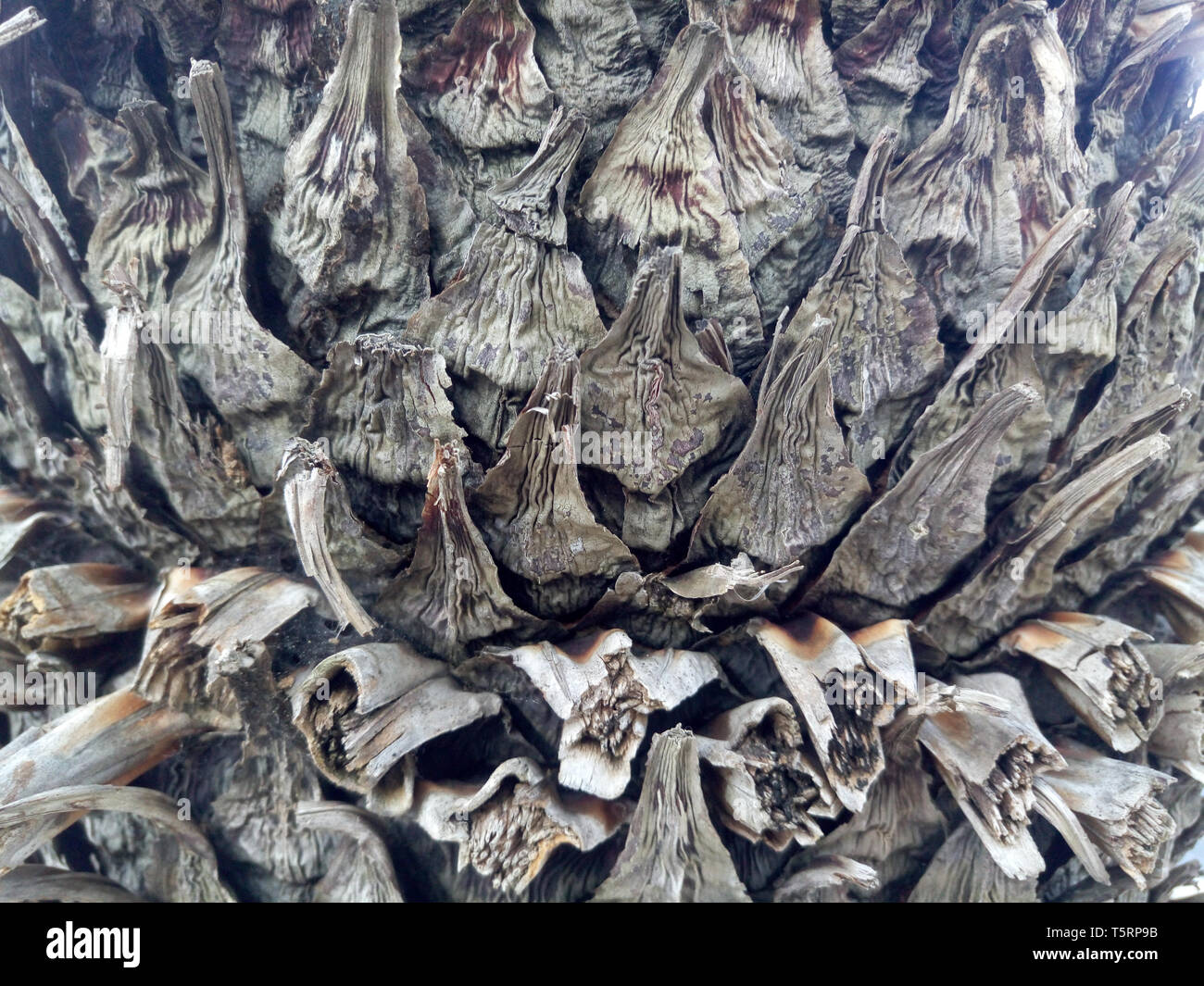 Grey Palm Tree Trunk or Bark. Detailed Textured Background. Photo of ...