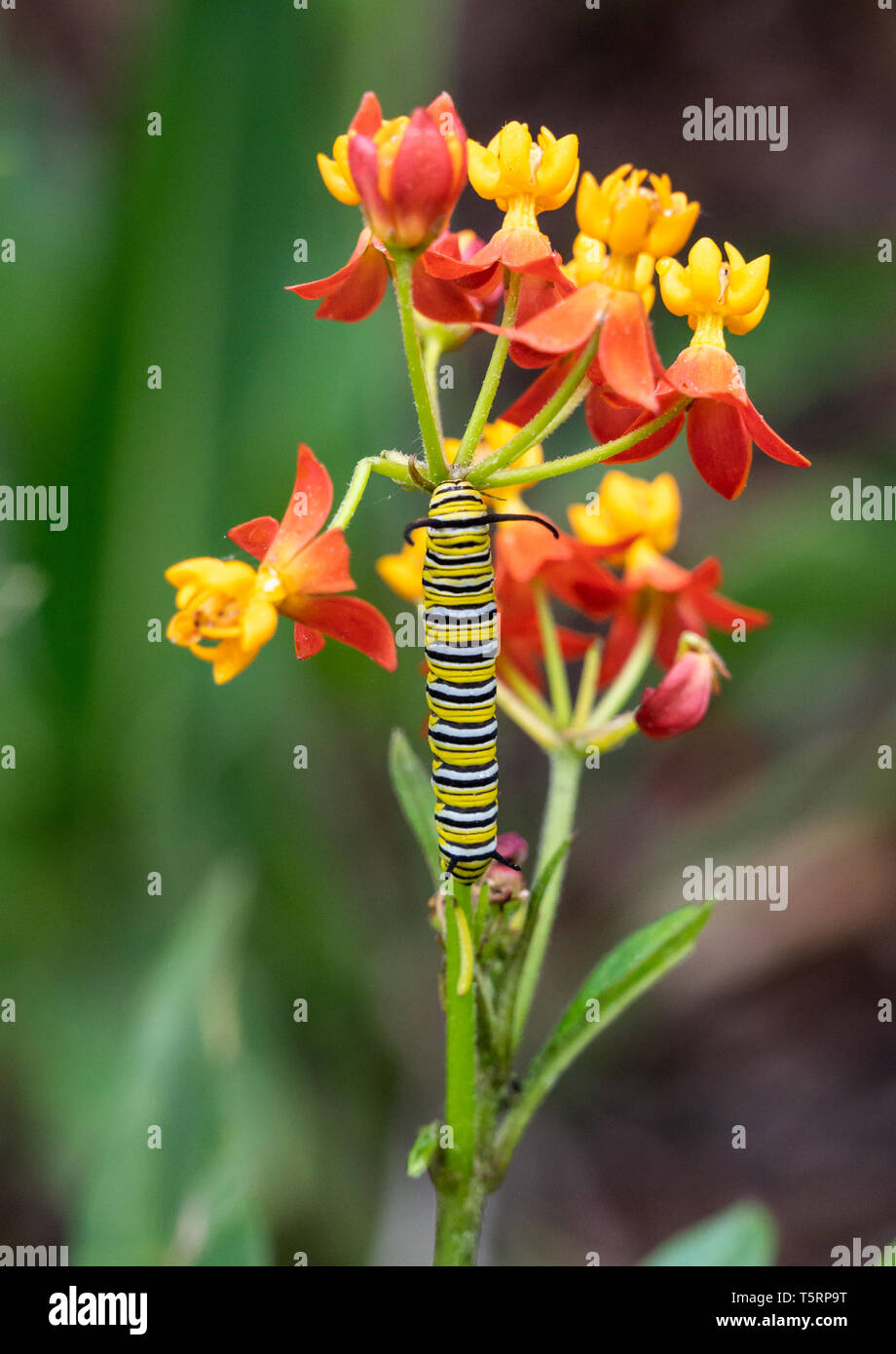 Caterpillar of Monarch Butterfly (Danaus plexippus) feeding on ...