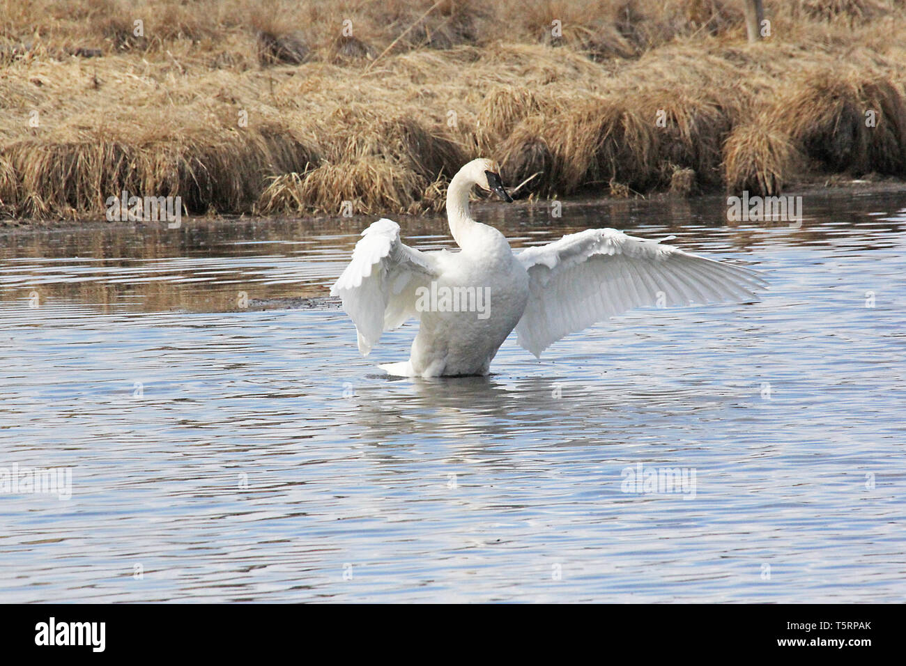 Trumpeter Swans (Cygnus buccinato) return to the Grande Prairie region ...