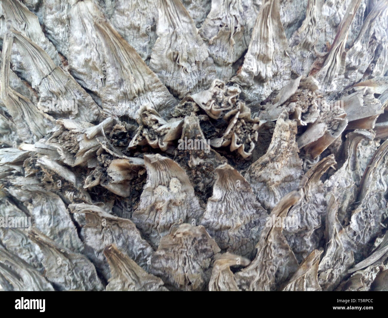 Grey Palm Tree Trunk or Bark. Detailed Textured Background. Photo of ...