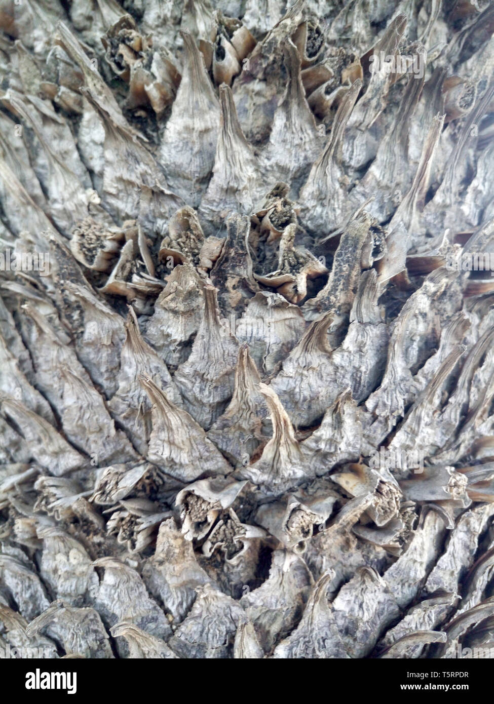 Grey Palm Tree Trunk or Bark. Detailed Textured Background. Photo of ...