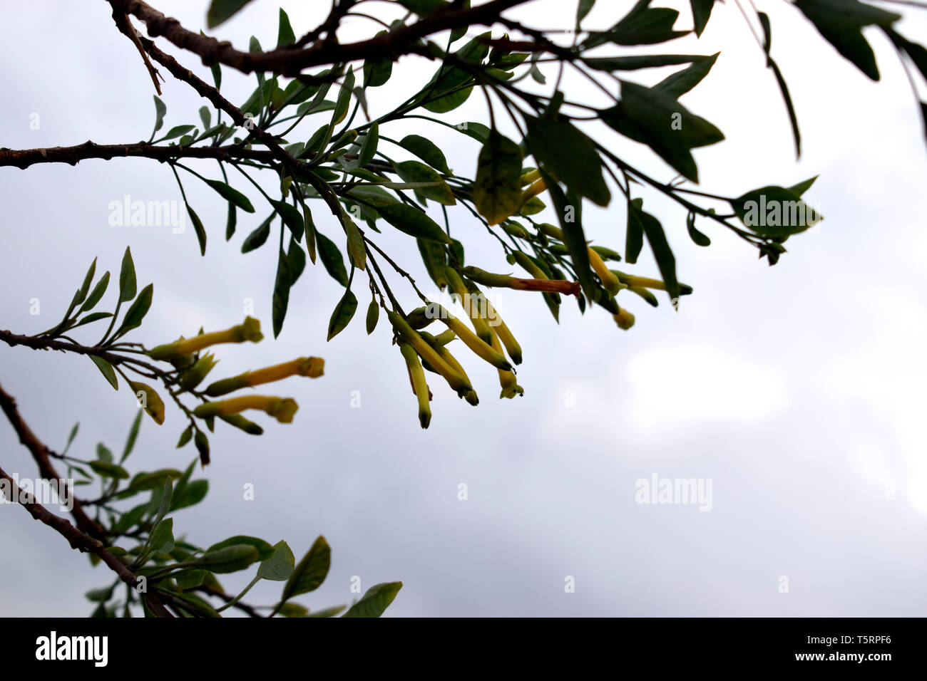 Tree tobacco (Nicotiana glauca) Plant Nicotiana glauca Cestrum ...
