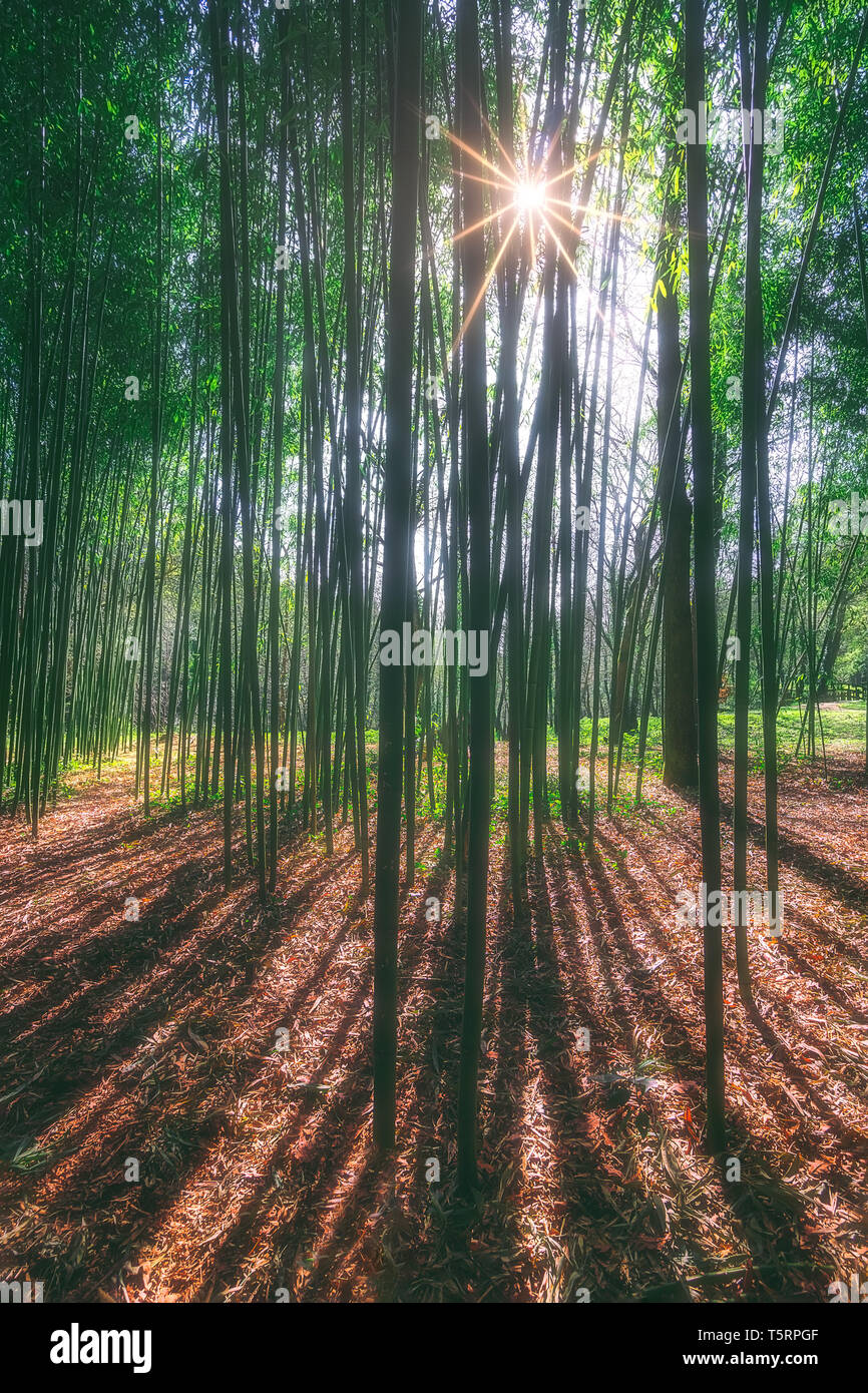 sunny bamboo forest with sun rays Stock Photo - Alamy