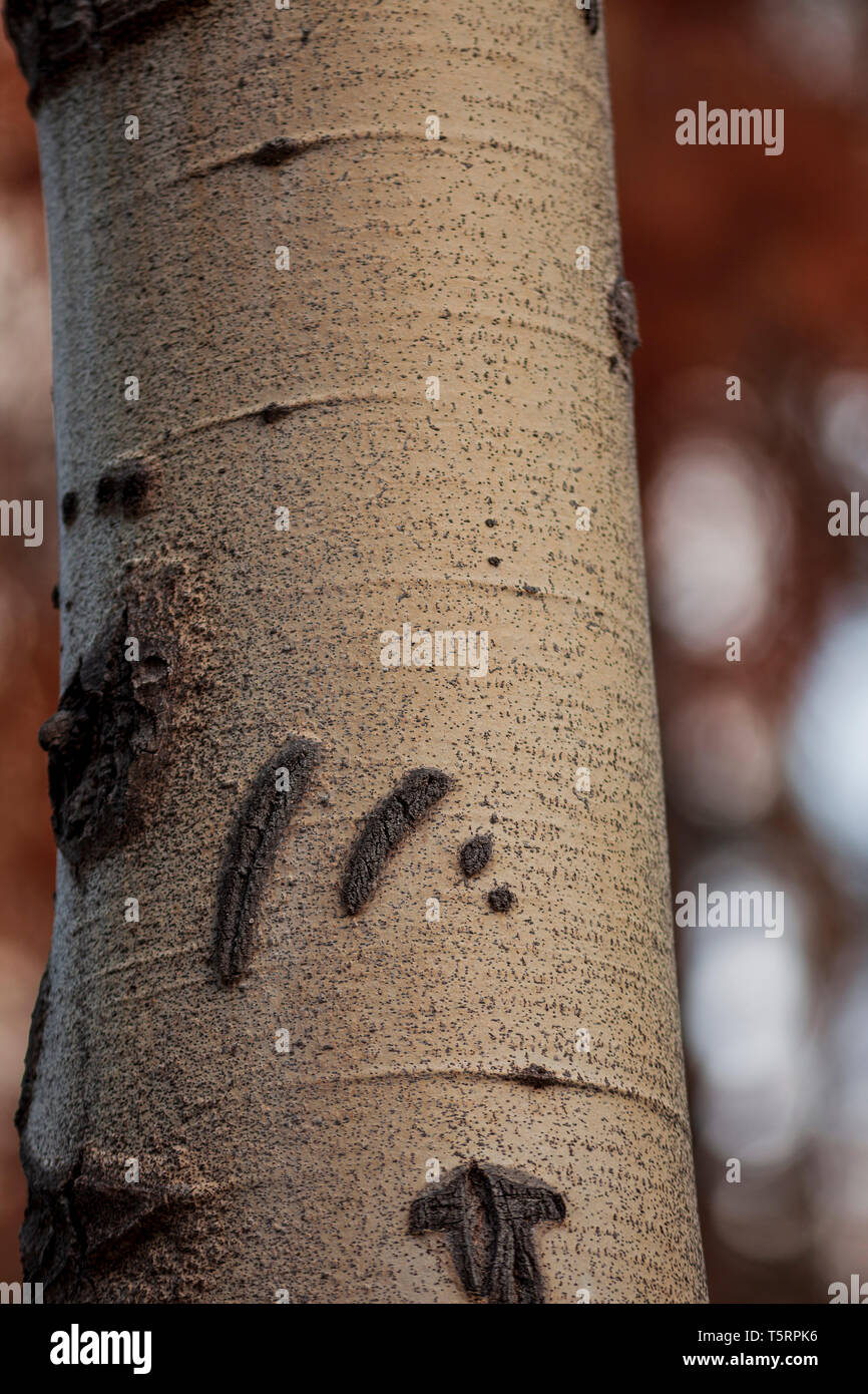 Black Bear (ursus americanus) claw marks in tree trunk Stock Photo - Alamy