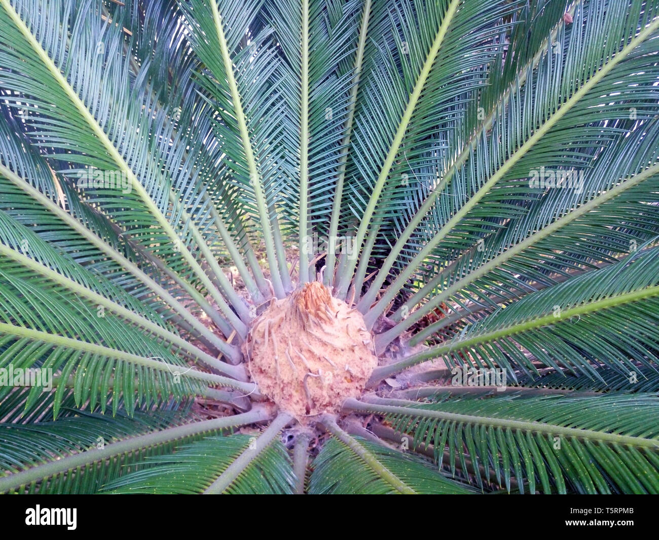 Palm Leaves Green Backdrop. Closeup Palm Tree Background for Vacation ...