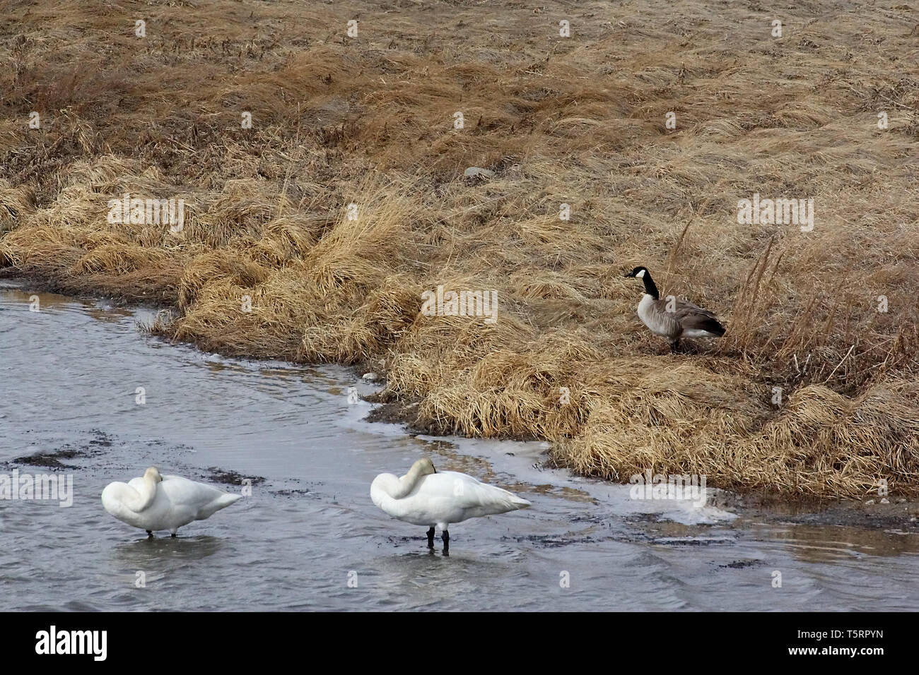 Trumpeter Swans (Cygnus buccinato) return to the Grande Prairie region ...