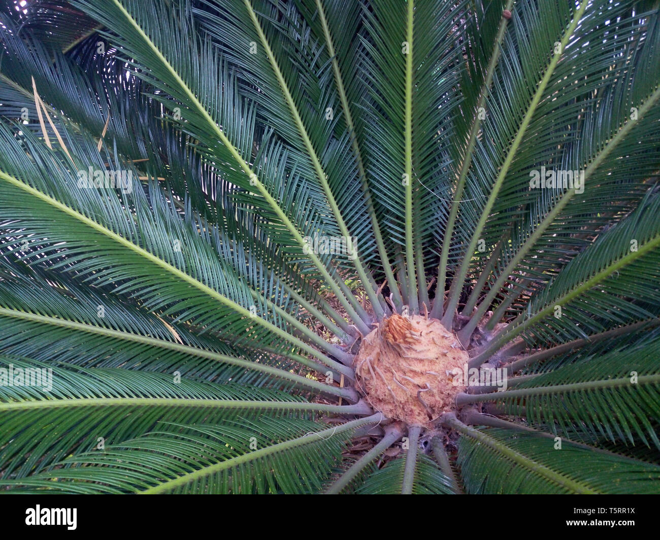 Palm Leaves Green Backdrop. Closeup Palm Tree Background for Vacation ...