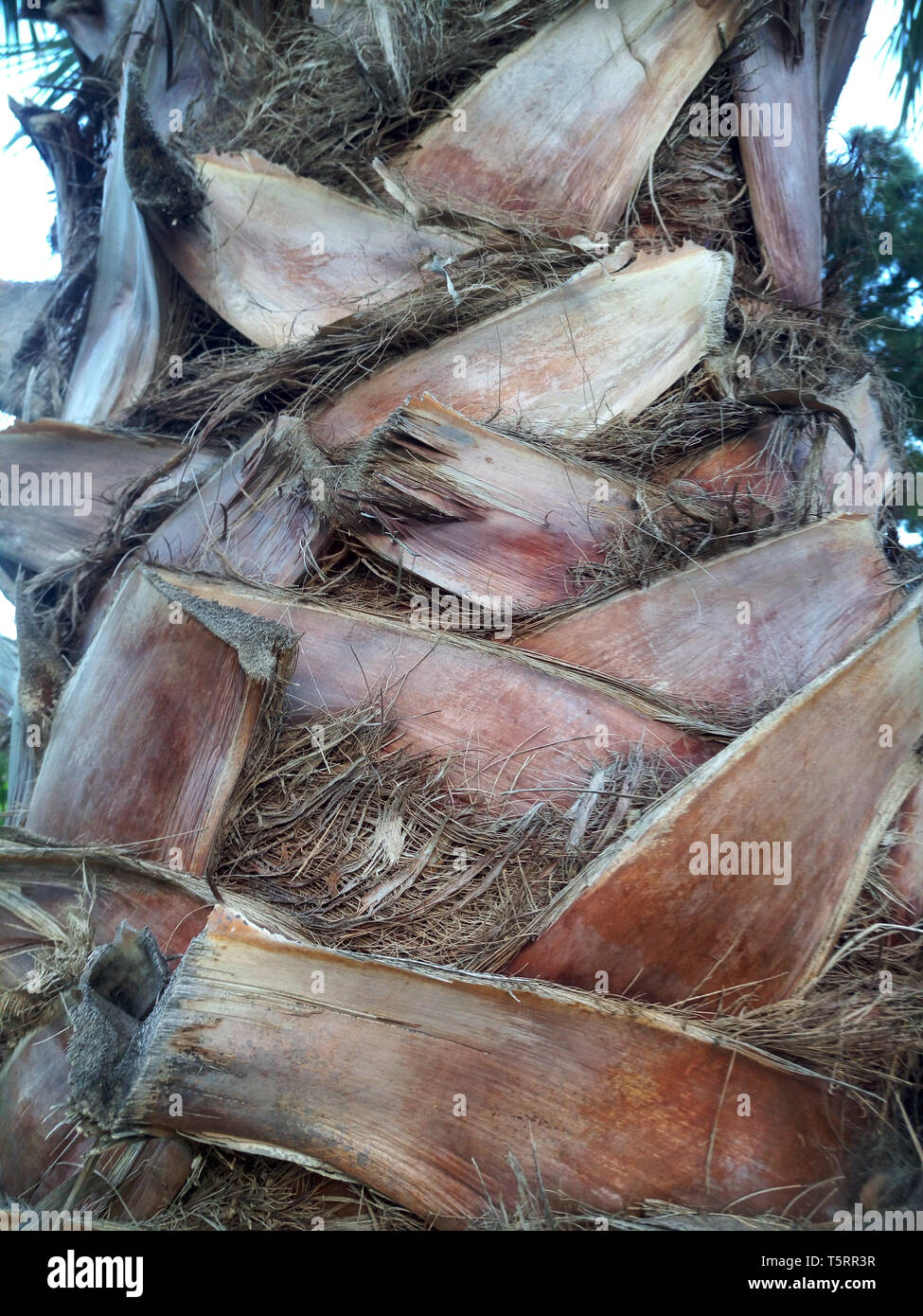 Brown Palm Tree Trunk or Bark. Detailed Photo of Tropical Plant Stock ...