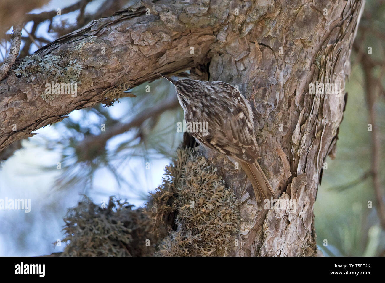 Cyprus Short-toed Treecreeper (Certhia brachydactyla dorotheae Stock ...