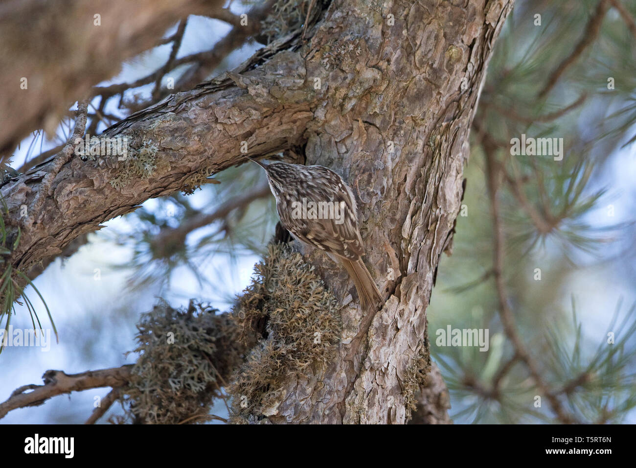 Cyprus Short-toed Treecreeper (Certhia brachydactyla dorotheae Stock ...