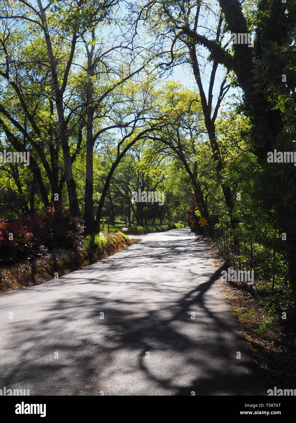 Lane trees shadows sun road hi-res stock photography and images - Alamy