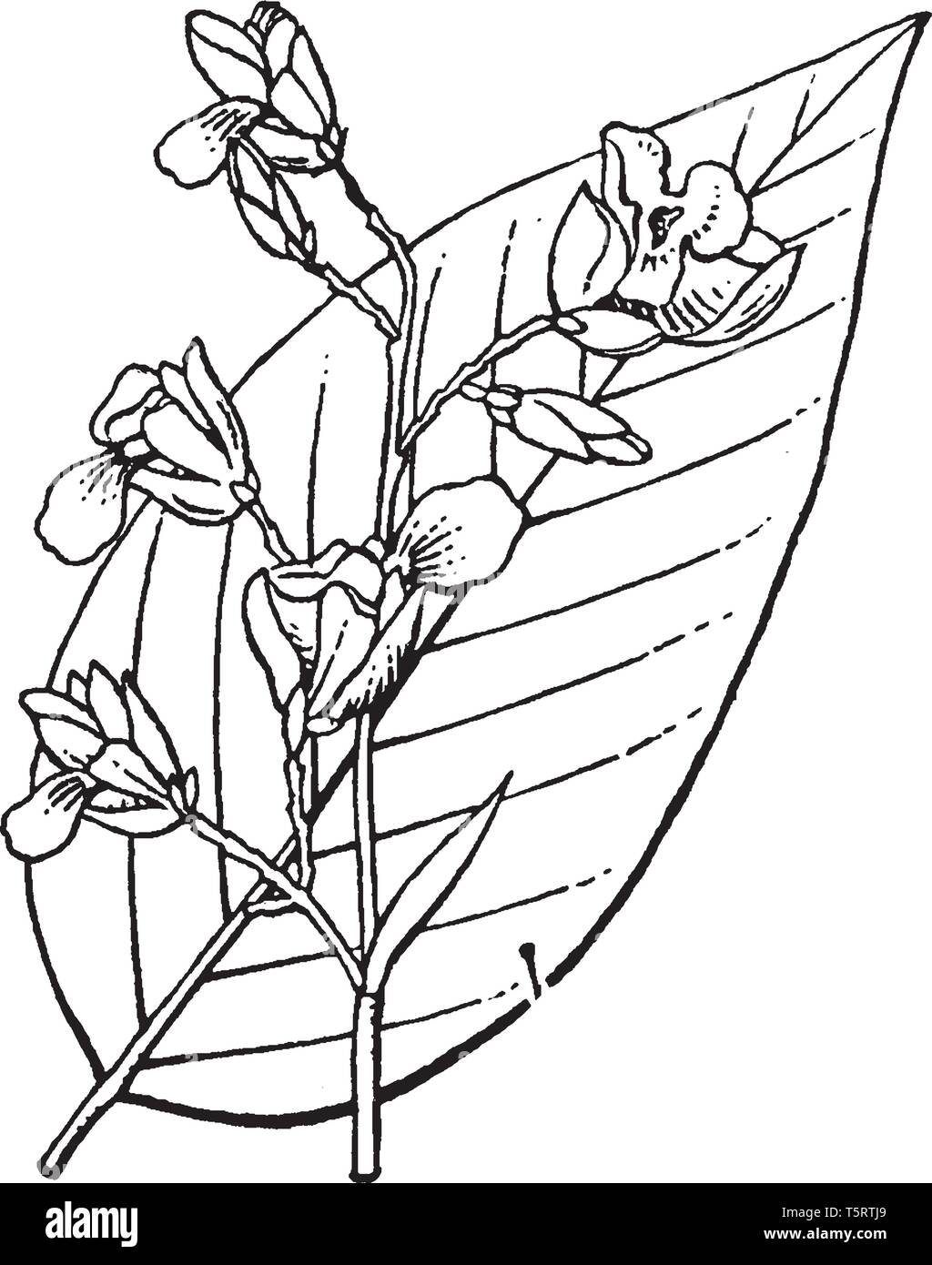 Ovate lanceolate leaves hi-res stock photography and images - Alamy