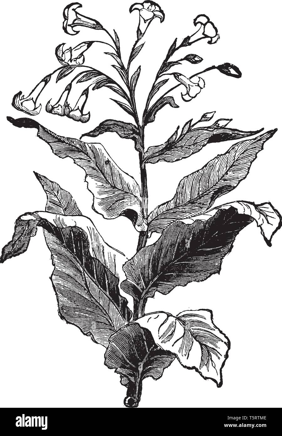 Tobacco Plant Painting
