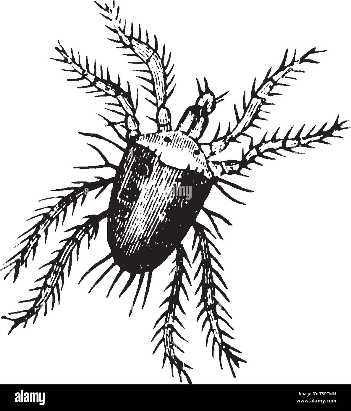 Class Arachnida Diagram