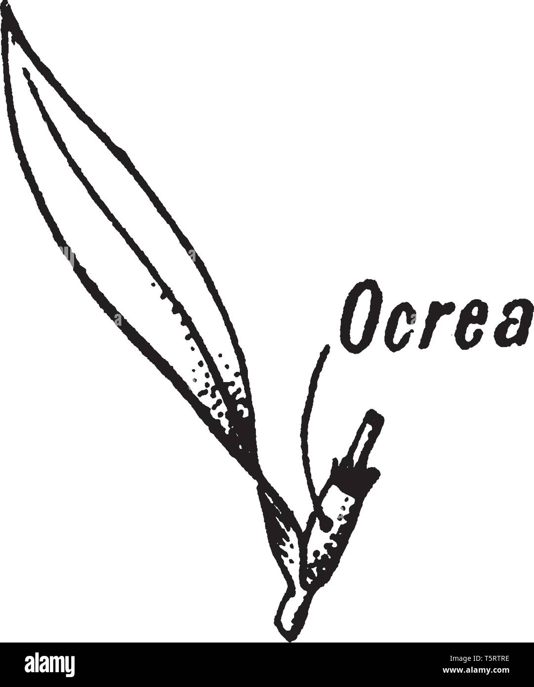 Ocrea is a tubular sheath around the base of the petiole and it formed ...