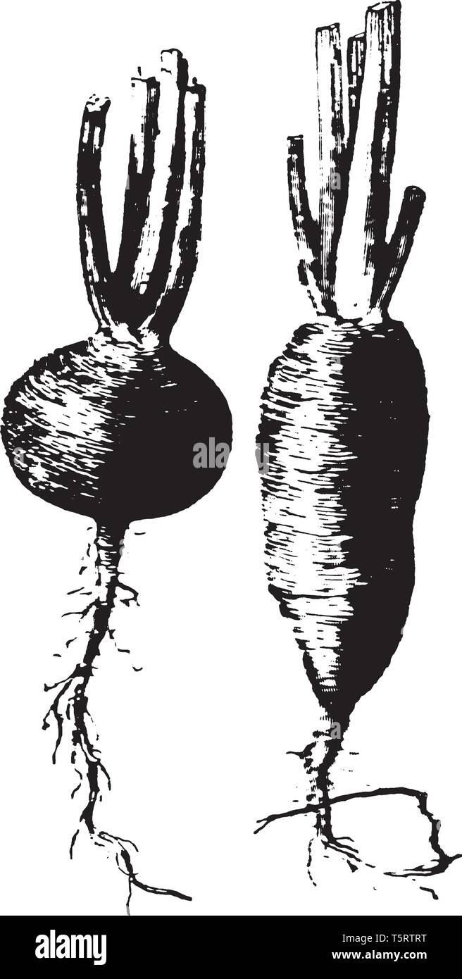 Radish is root vegetables. Radishes can come in different forms, widely ...