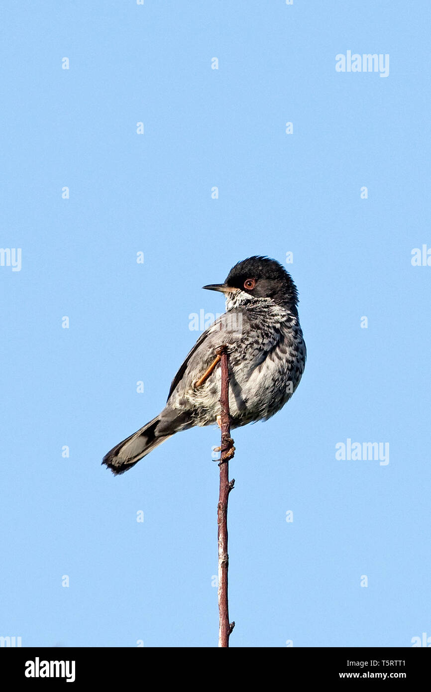 Cyprus Warbler (Sylvia melanothorax Stock Photo - Alamy