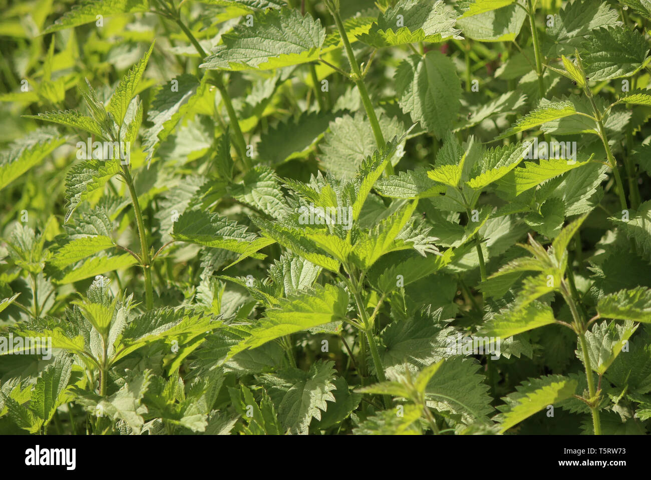 Fresh green nettle Stock Photo - Alamy