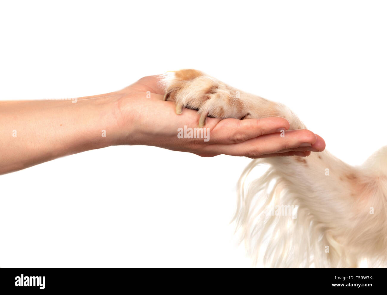 Friendship between a dog and its owner isolated on a white background ...