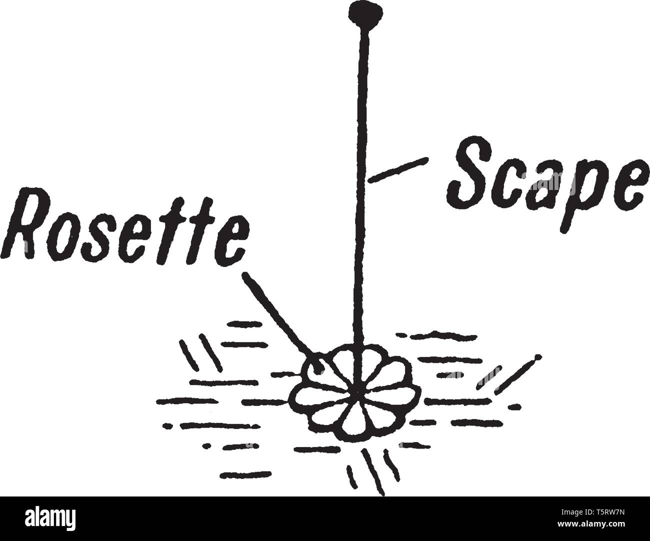 A picture, that's showing a Rosette. The flower attached to stem ...