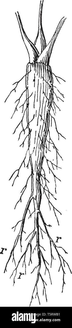 Plant With Roots Drawing