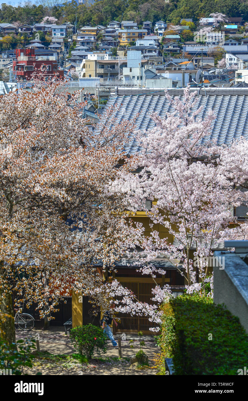 Cherry trees with flowers in Kyoto, Japan. Cherry blossom (sakura) will ...