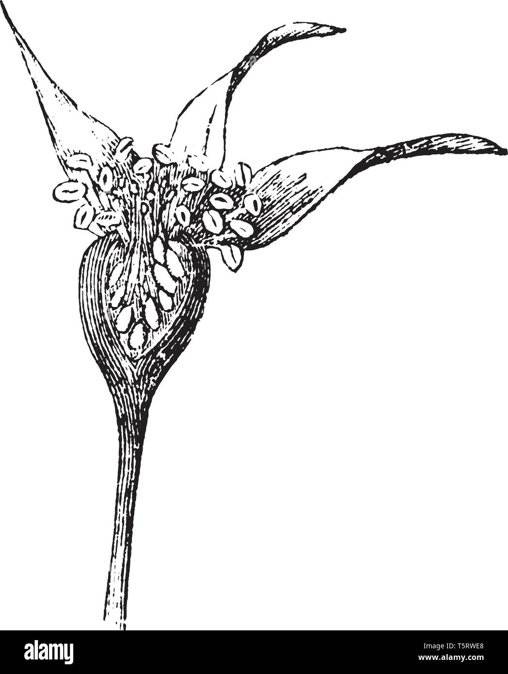 A picture, that's showing a rose bud. Bud is thick and oval shaped. An ...