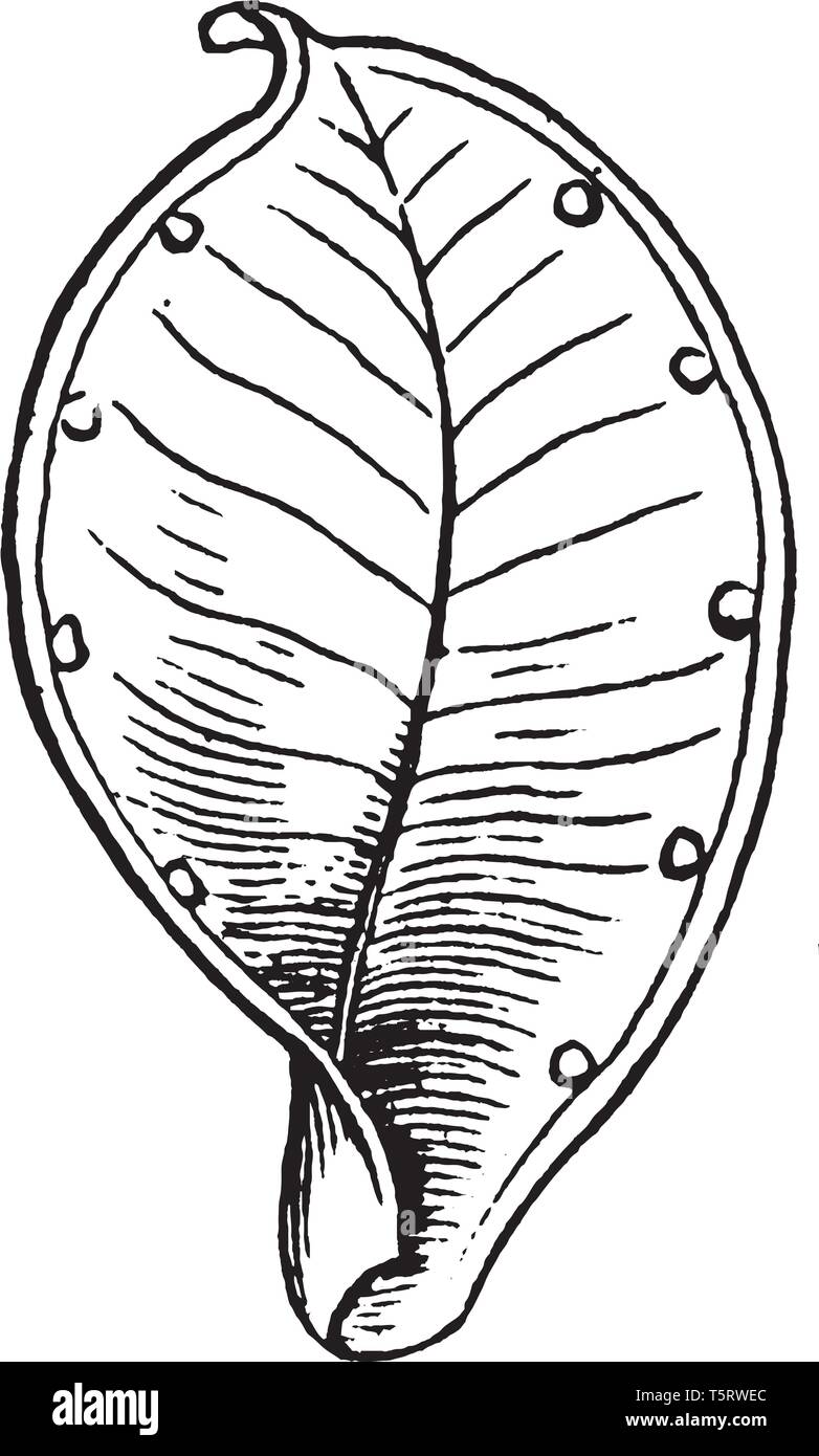 Split pod Stock Vector Images - Alamy