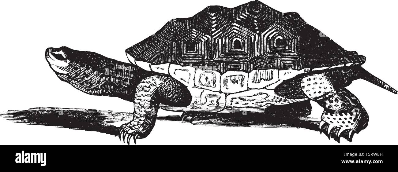 Terrapin vector vectors hi-res stock photography and images - Alamy