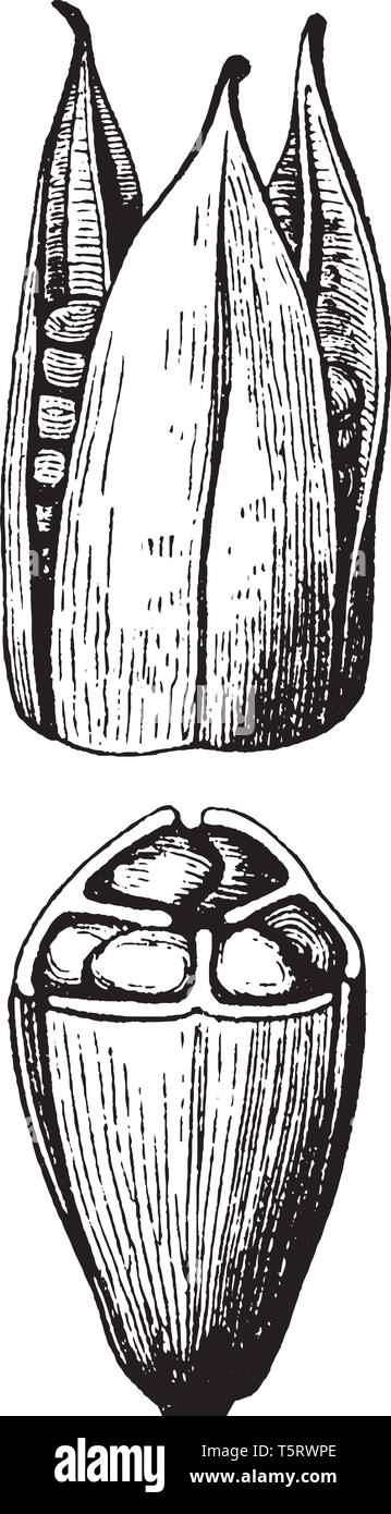 A capsule is a pod that splits into three pieces. And the pod is cut ...