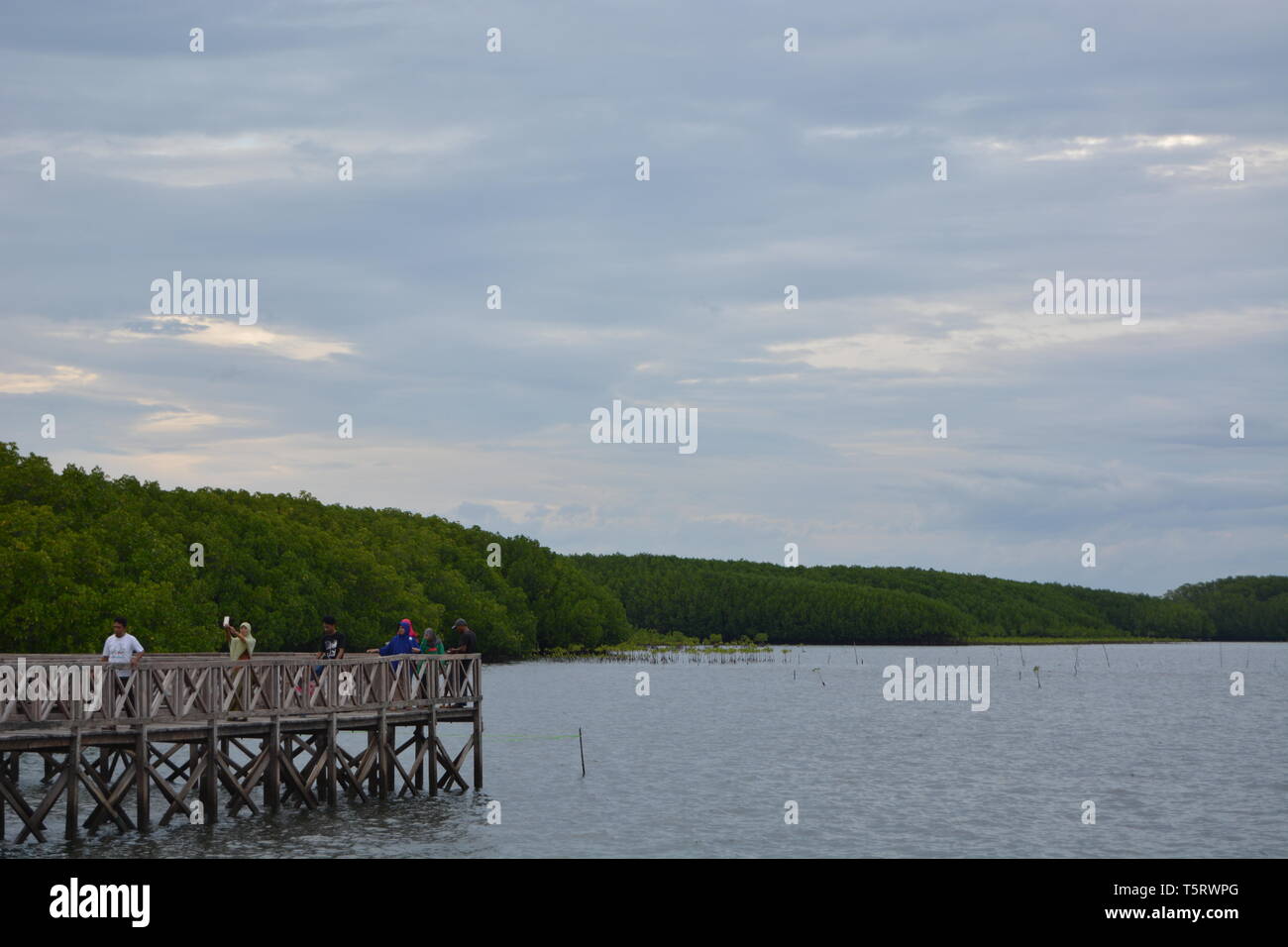 mangrove forest tourism Stock Photo - Alamy