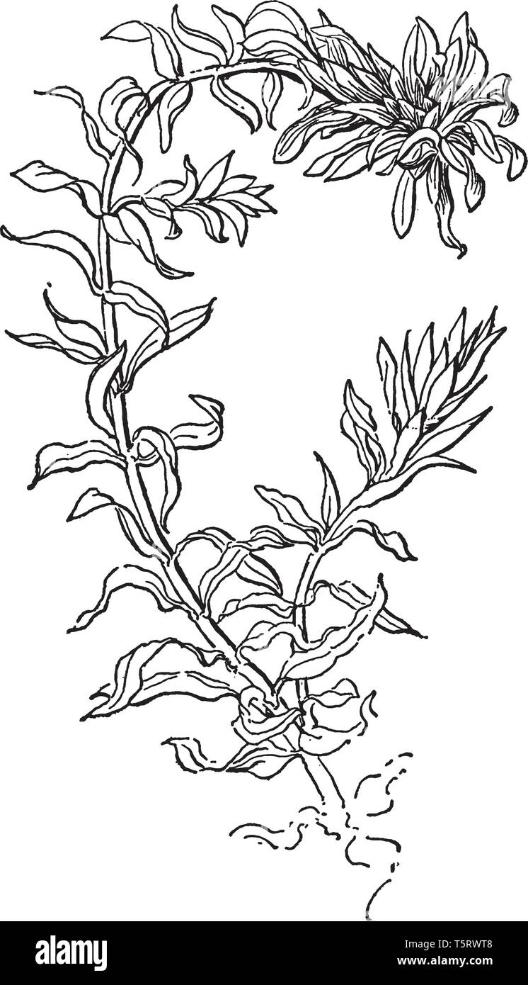 Invasive native plant Stock Vector Images - Alamy