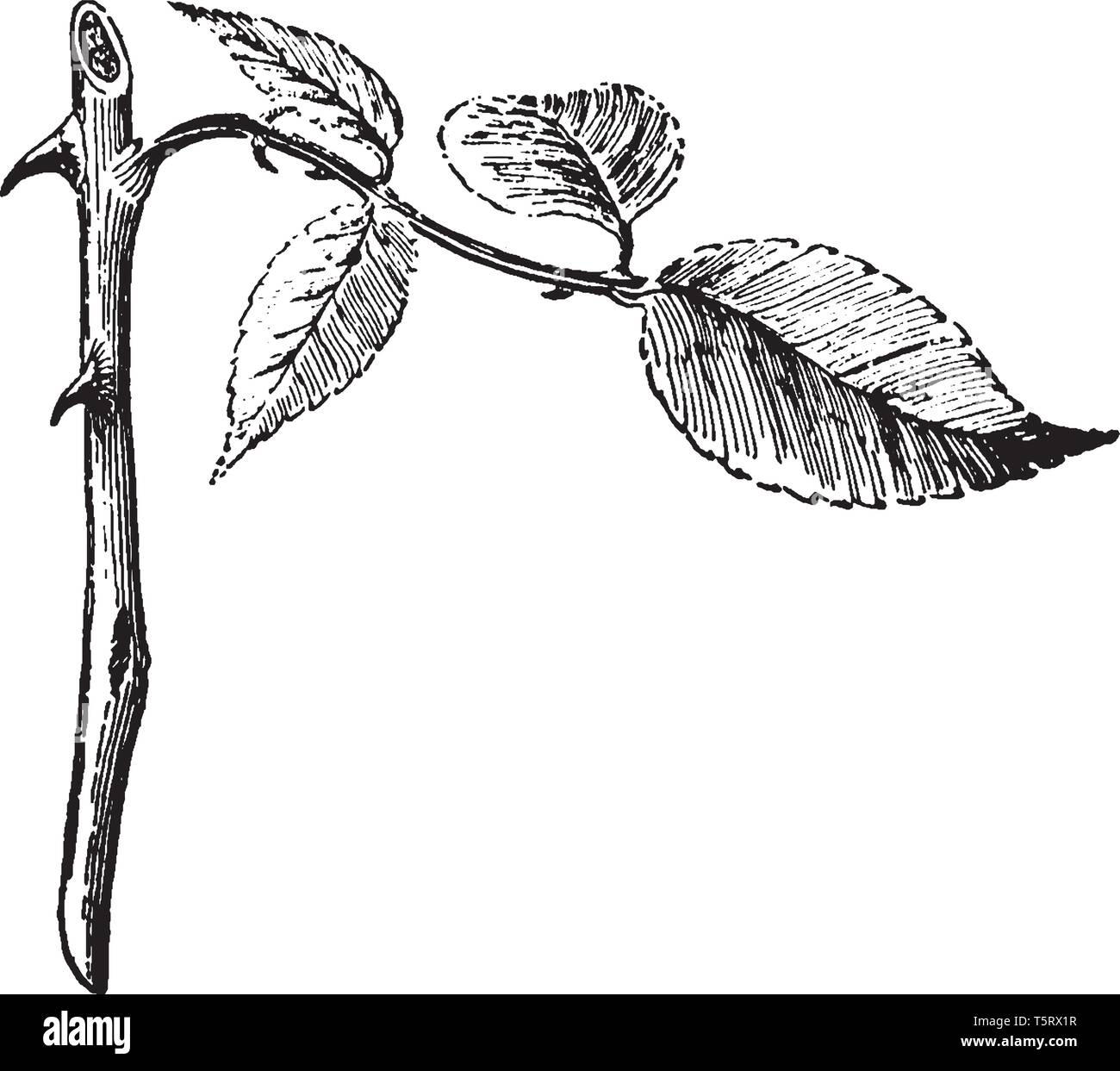 Sharp stem Stock Vector Images - Alamy