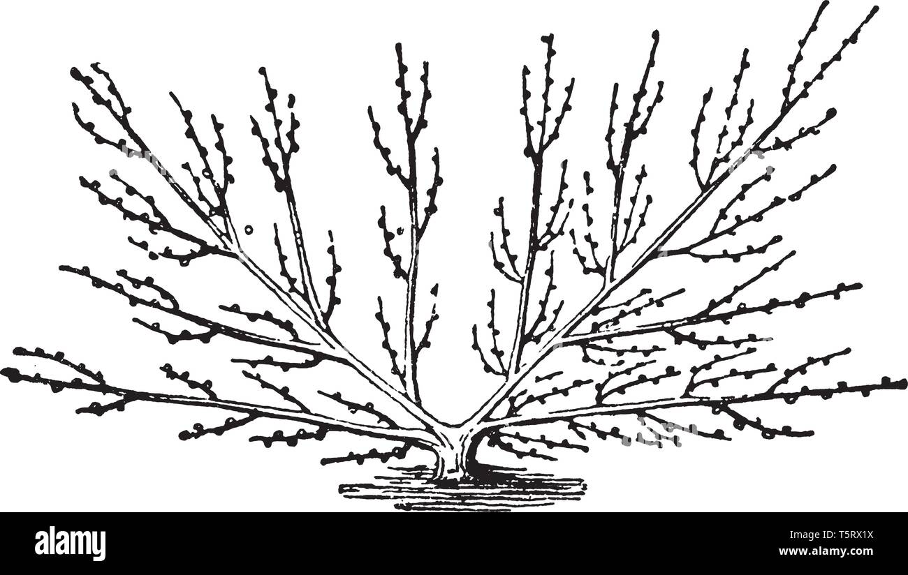 This picture is showing different branches Montreuil Fan plant, vintage ...