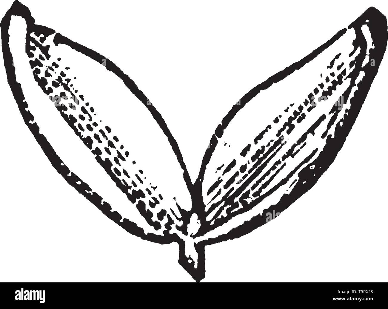 A picture of Silver Maple seed which has been opened out, to show the ...