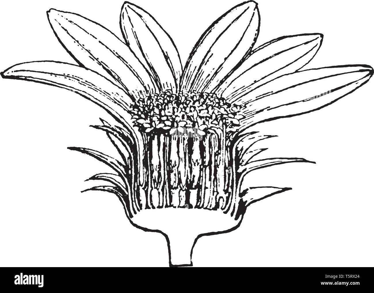 Sunflower stem section Stock Vector Images - Alamy