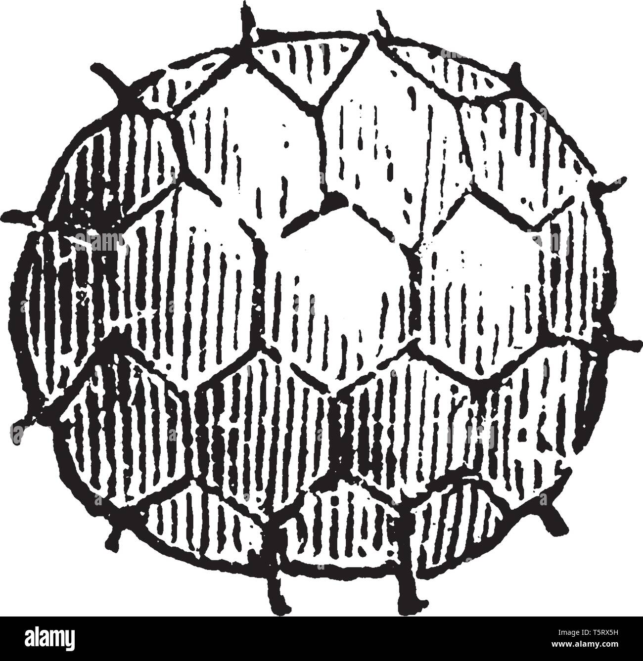 An image of tilletia. This image shows an individual spore, vintage ...