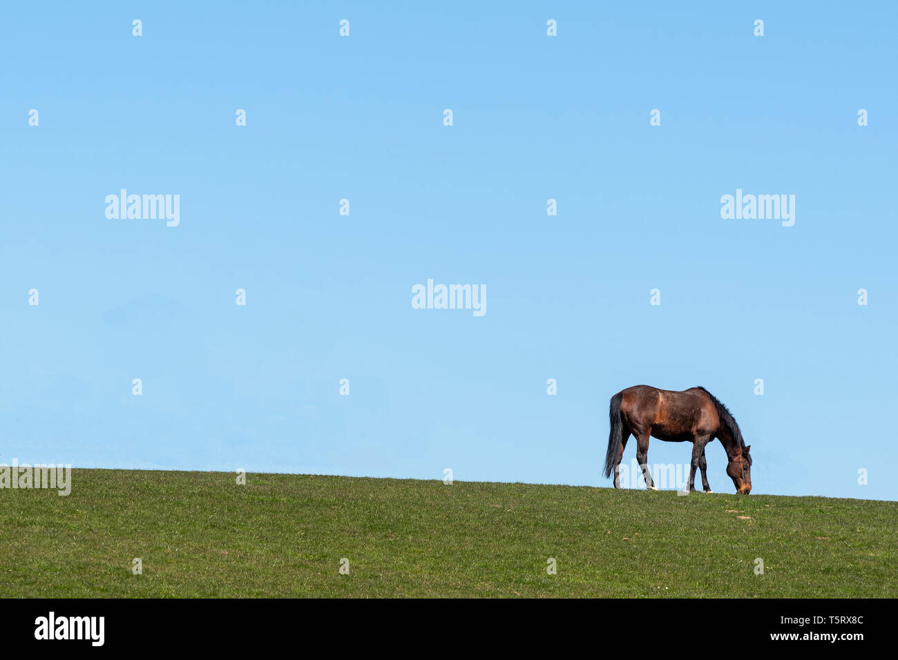 Pferd weide hi-res stock photography and images - Alamy